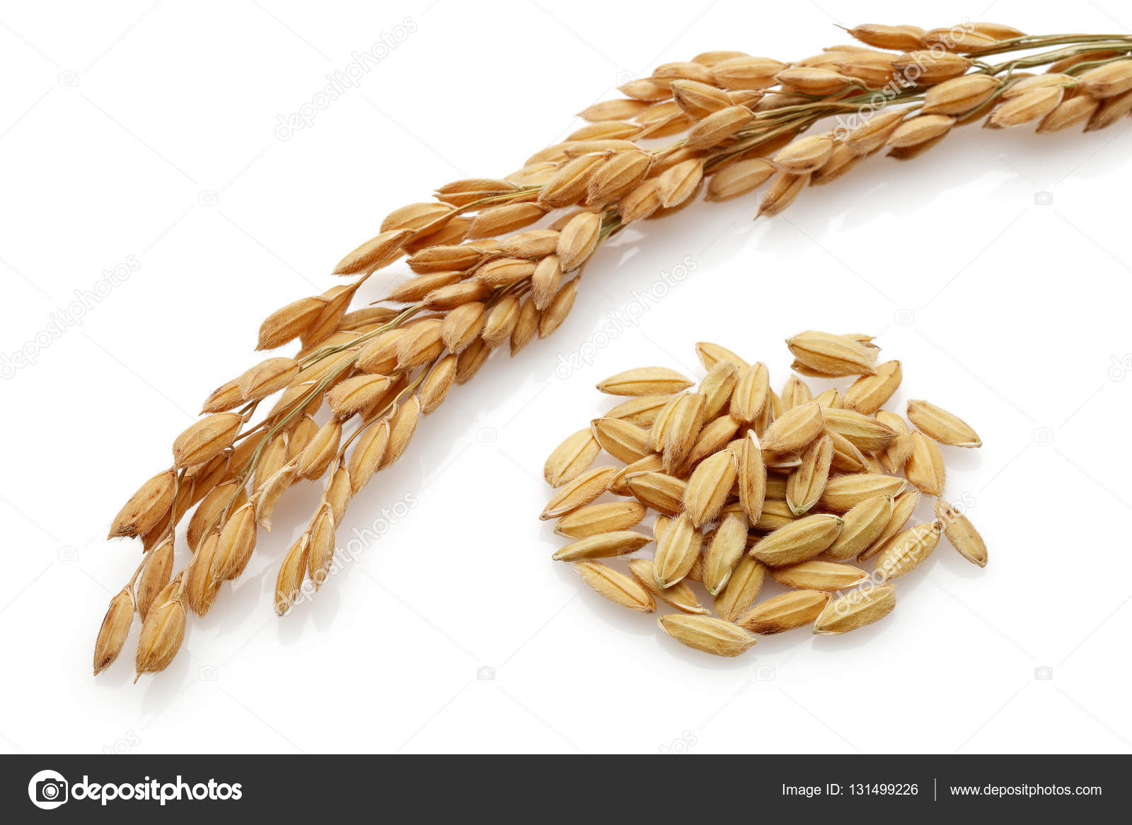 Paddy rice seed. Stock Photo by ©Bthnronic 131499226
