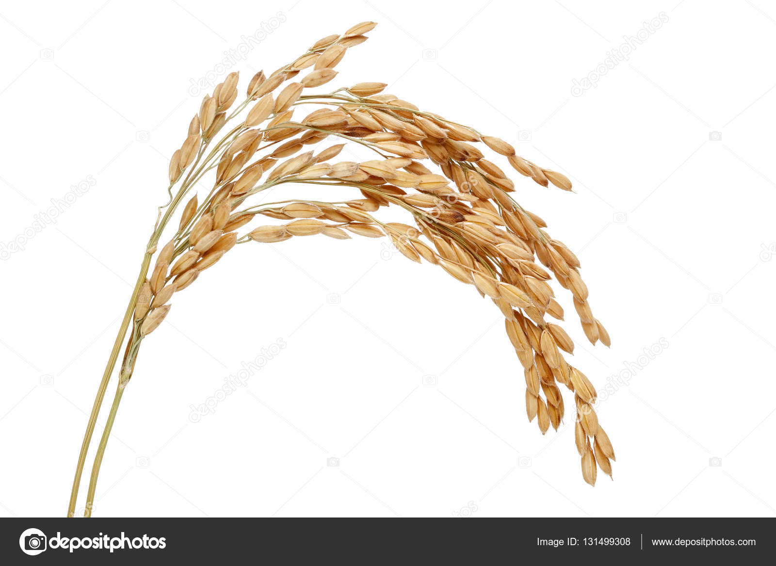 Paddy rice seed . Stock Photo by ©Bthnronic 131499308