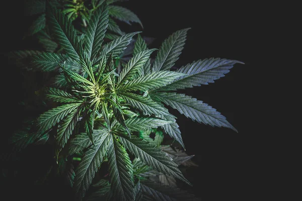 Cannabis Plant Indoors Black Background Indor Cultivation Stage ...