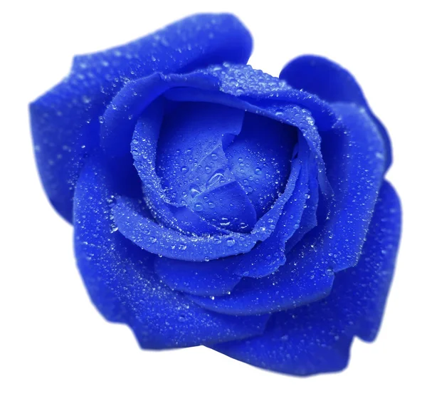 Beautiful blue rose head with water drops close up isolated on white ...