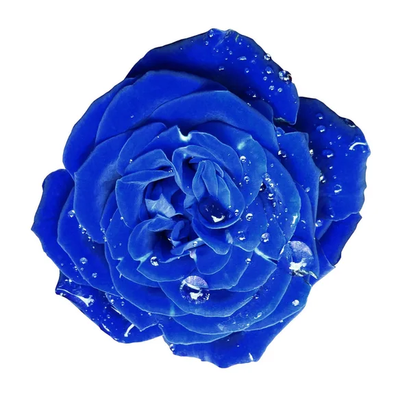 Beautiful blue rose head with water drops close up isolated on white ...