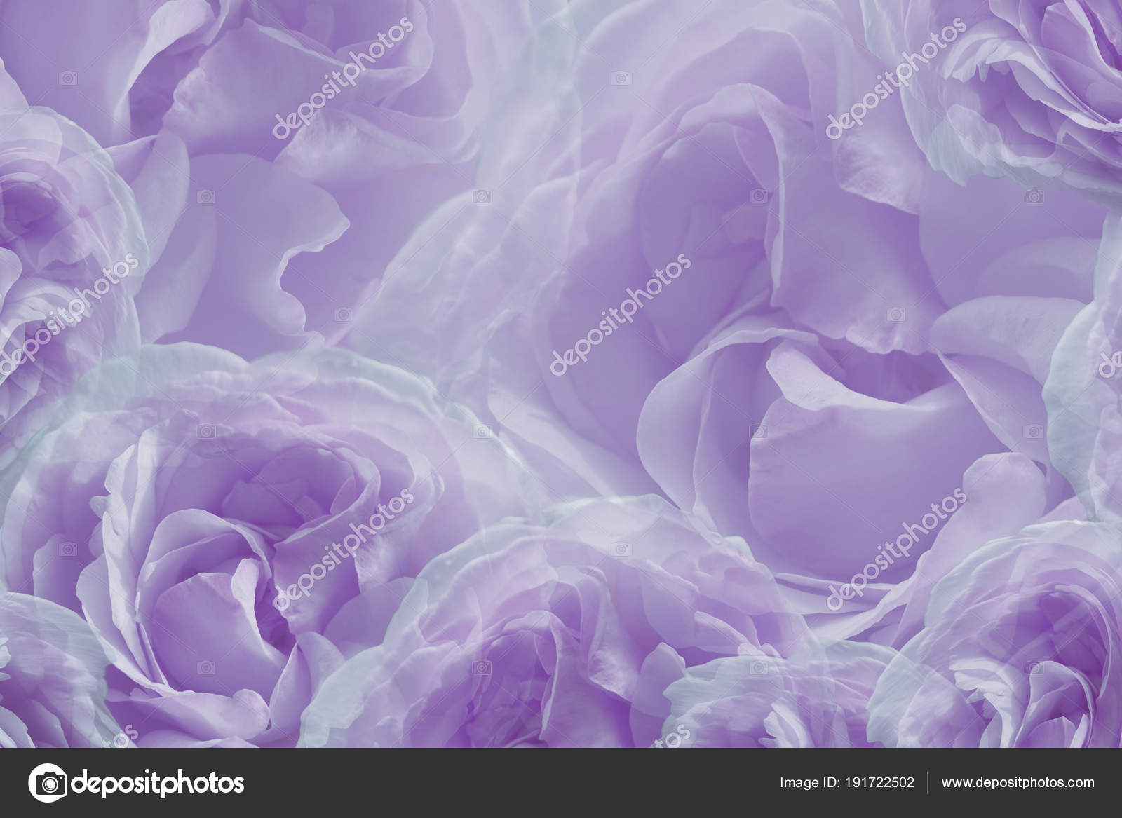 Purple And White Roses Background