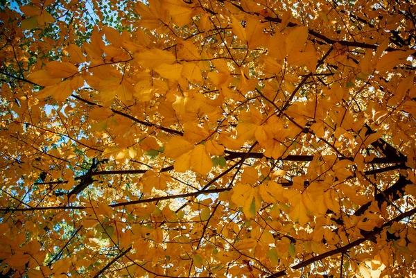 Gold autumn. Crown of a tree with yellow leaves - Stock Image - Everypixel