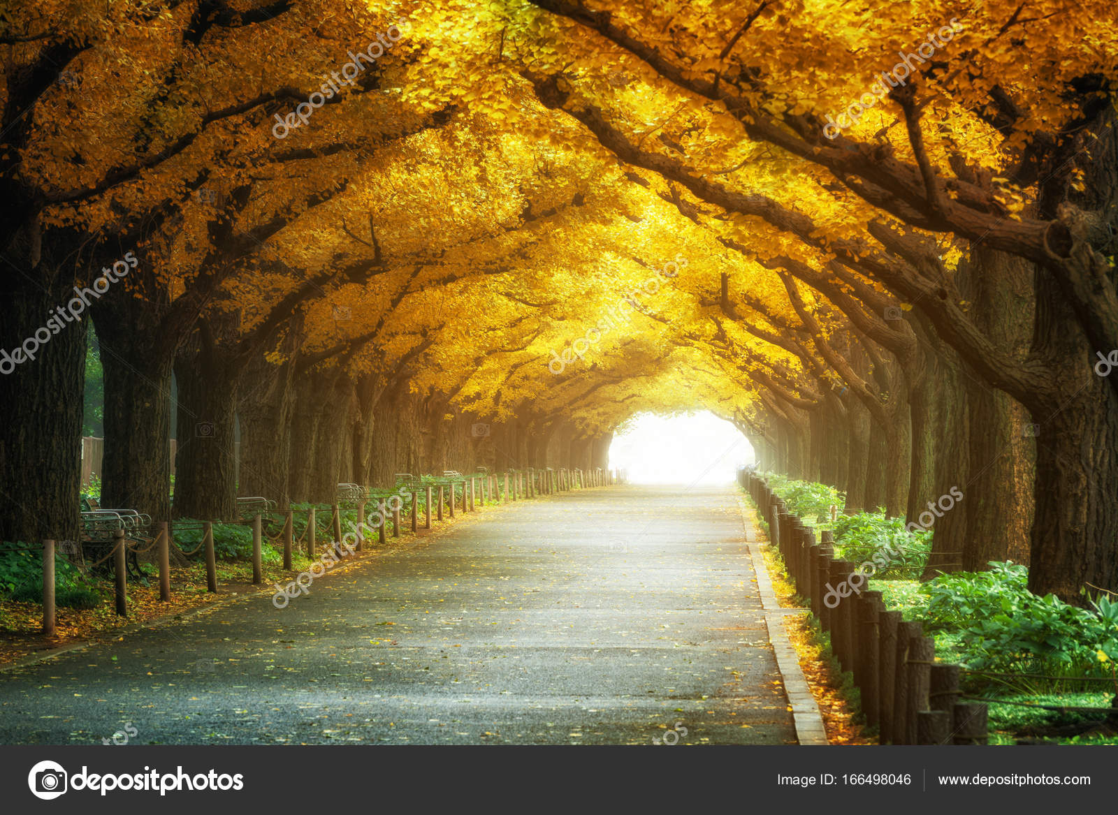 Beautiful Road Path under Trees Arch in Autumn — Stock Photo ...