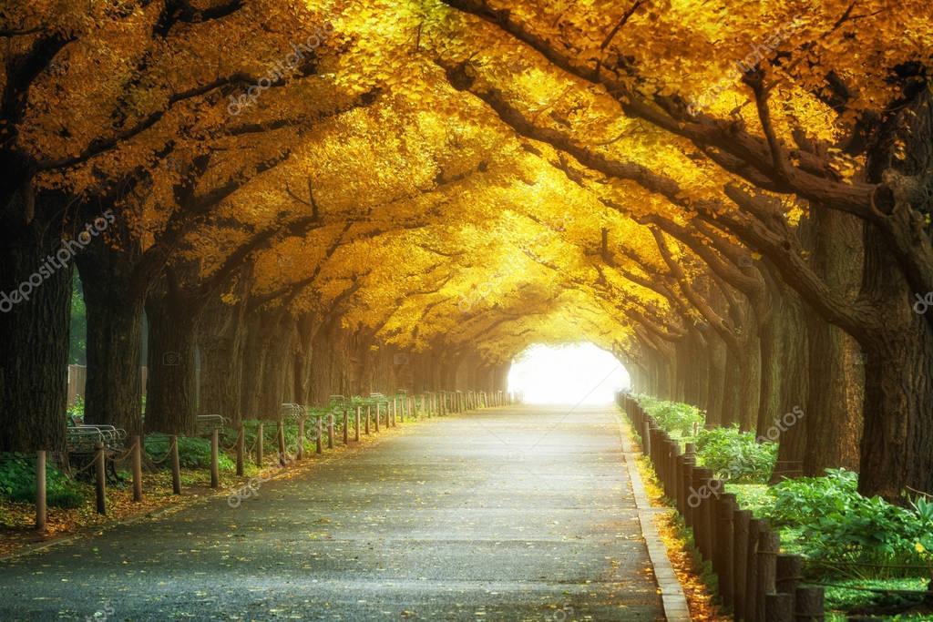 Beautiful Road Path under Trees Arch in Autumn — Stock Photo ...