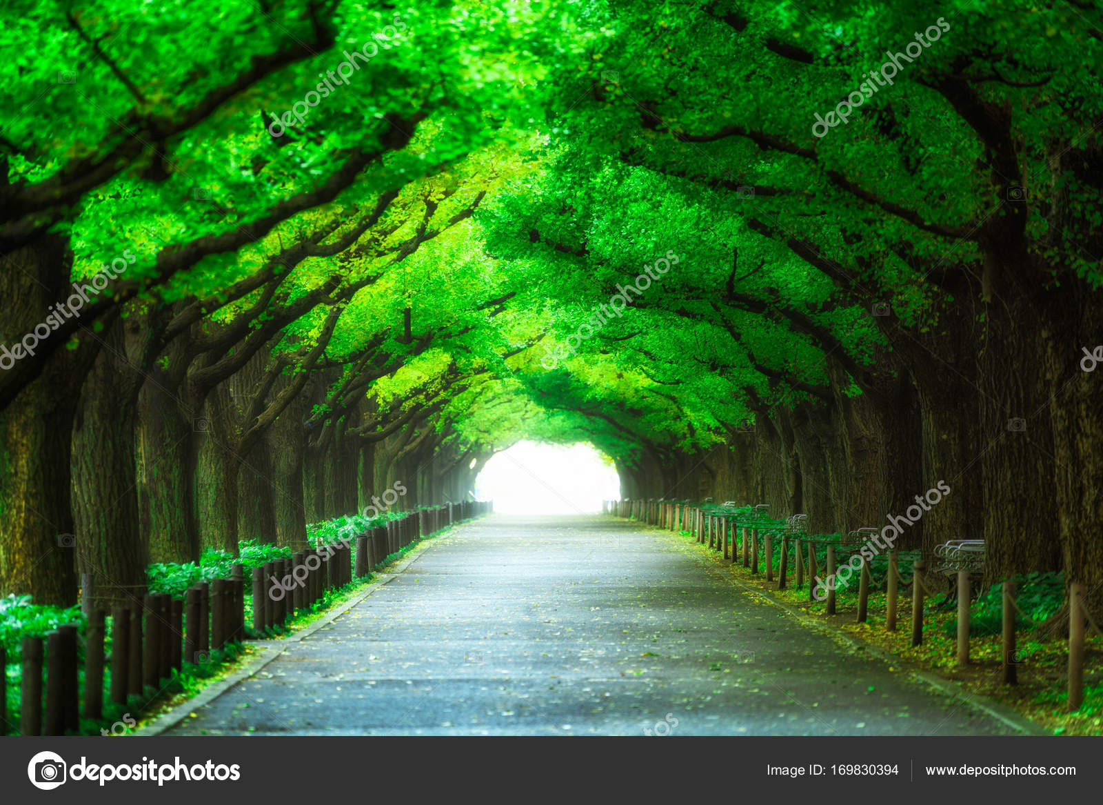 Beautiful Road Path under Trees Arch Tunnel — Stock Photo © BiancoBlue ...